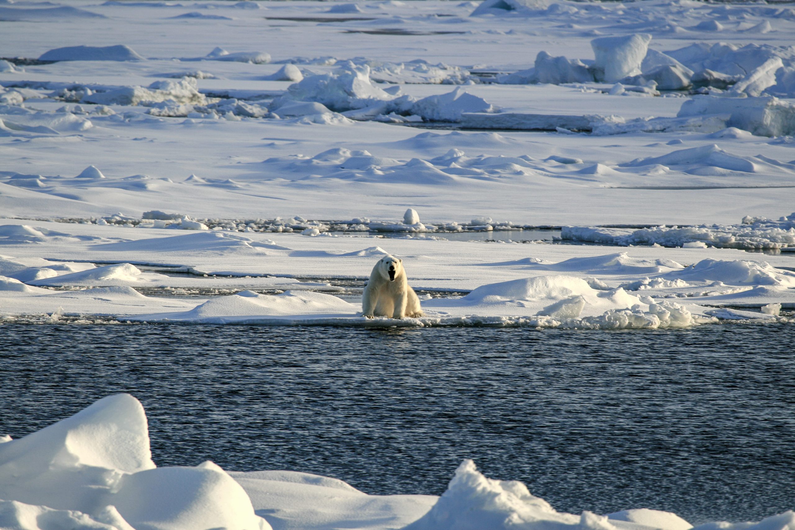 WHY SAIL WHEN YOU CAN CRUISE TO THE HIGH LATITUDES? - SKIRR Adventures